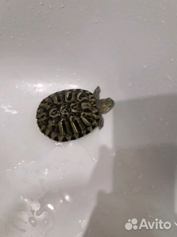 Черепашки ниндзя)