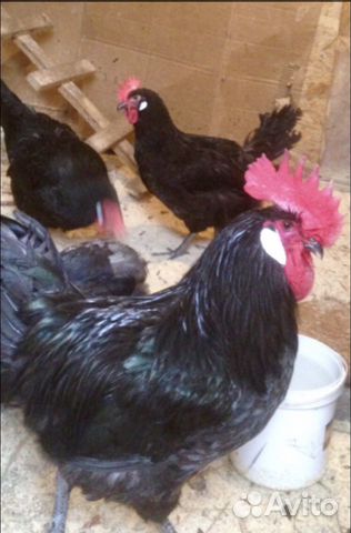 Семья кур породы Барбезье