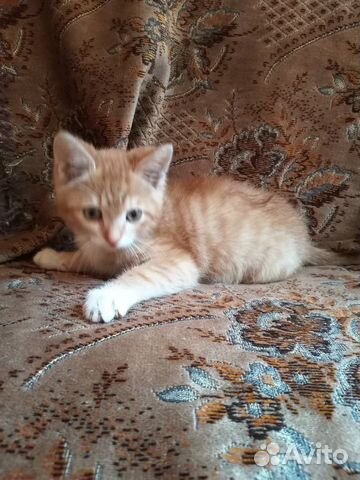 Рыжик Чижик в дар