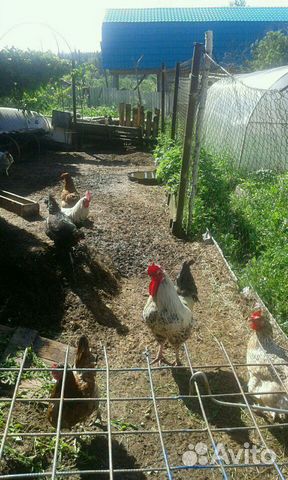 Цыплята, петухи
