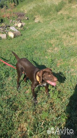 Суперпозитивный пёс, помесь лабрадора и дратхаара