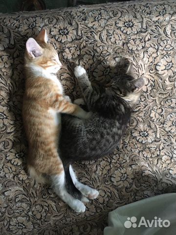Отдам в добрые руки котят