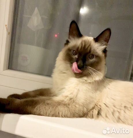 Сиамский чистокровный кот