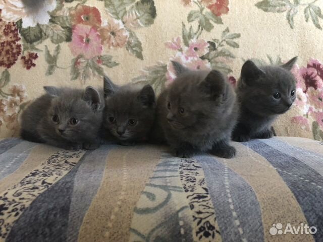 Британские котята