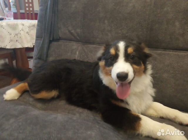 Щенок аусси (австралийская овчарка) девочка