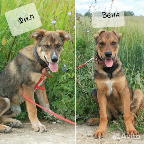 Отдам в добрые руки