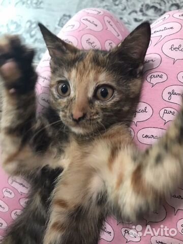 Кошечка девочка