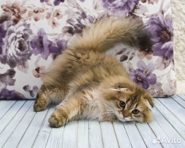 Ласковый котик Изюм 4 мес