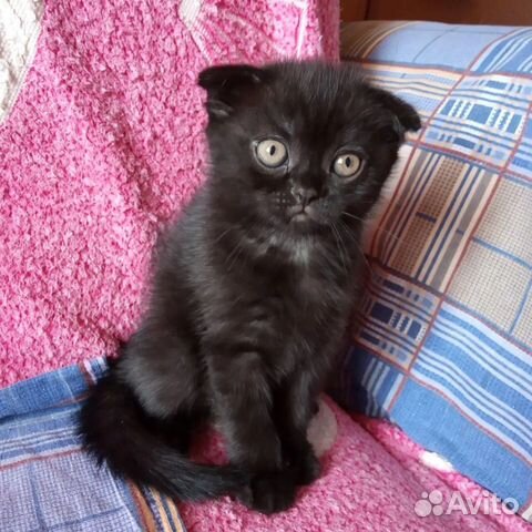 Шотландская вислоухая кошка