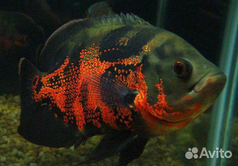 Астранотус Оскар