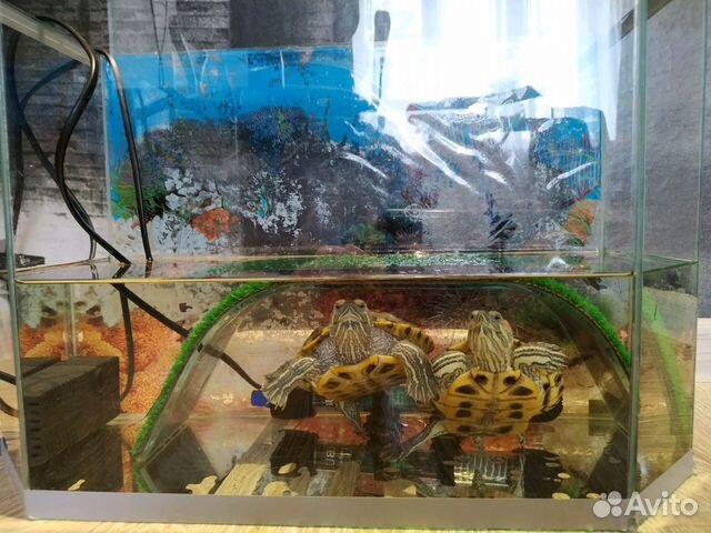 Ухоженные красивые красноухие черепахи