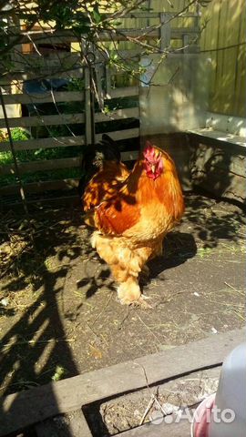 Курицы Брама