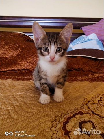 Малышка Жужа очень хочет домой