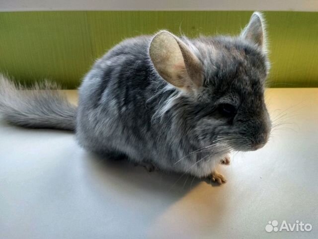 Шиншилла. Фиолетовый ангора, мальчик