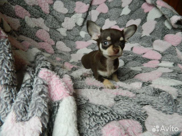 Шоколадный Заяц