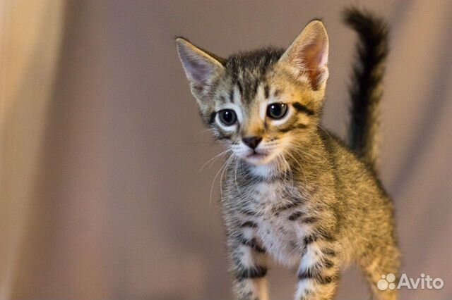Полосатый маленький котенок котик в добрые руки