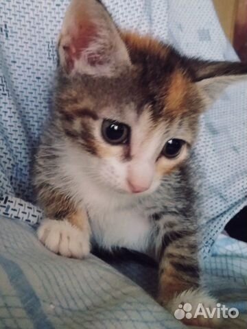 Интелегентные котята ждут верных друзей