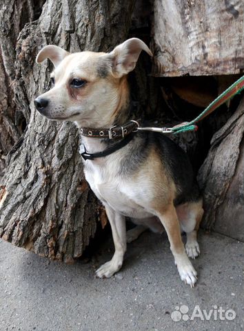 Кухлик-пухлик)