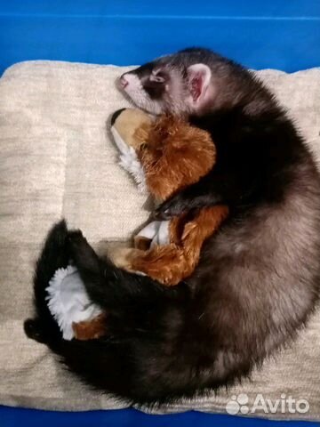 Хорёк Тошка