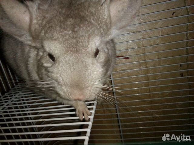 Шиншиллы бежевые