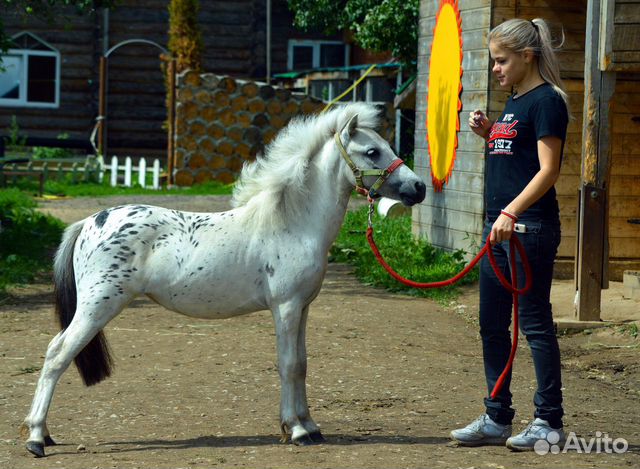 Кобылка аппалуза-пони 2018г.р. Чубарая. Торг