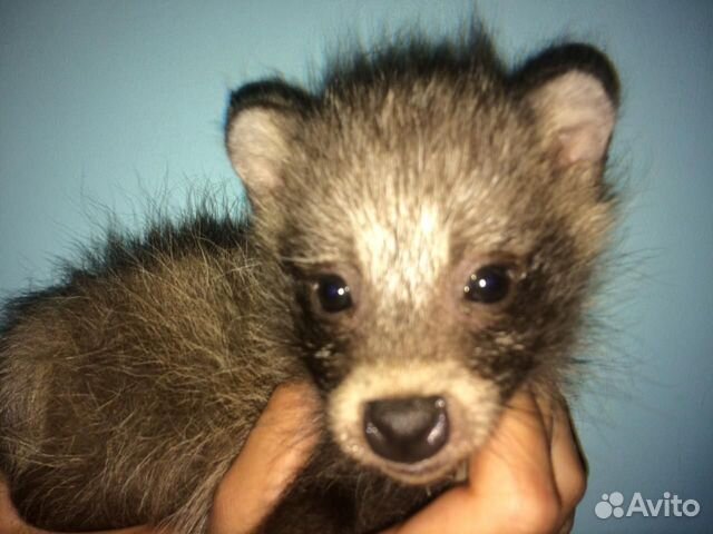 Енотики (Уссурийский енот)