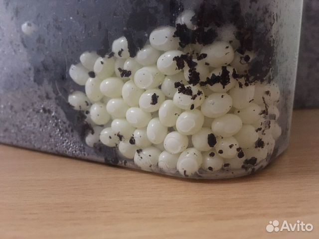 Яйца улиток ахатина