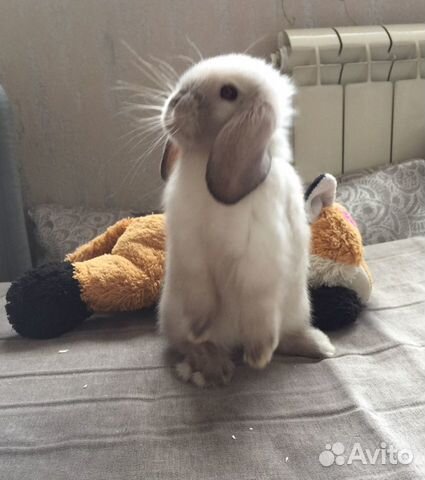 Minilop - отличный парень сиамского окраса