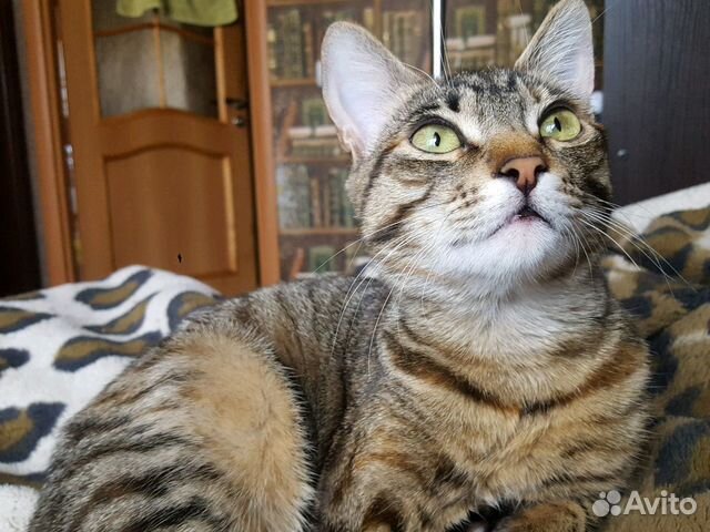 Ласковая и очень умная кошка из Солнечного Крыма