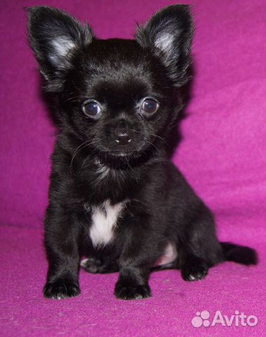 Чишка девчушка