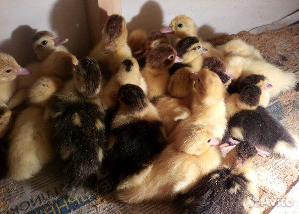 Индоутки суточные