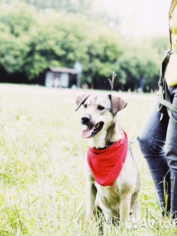 Отдам даром в добрые руки собаку Грея