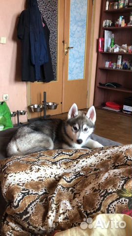 Малышка ищет новый дом
