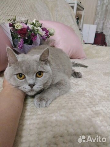 Отдам кошку в добрые руки