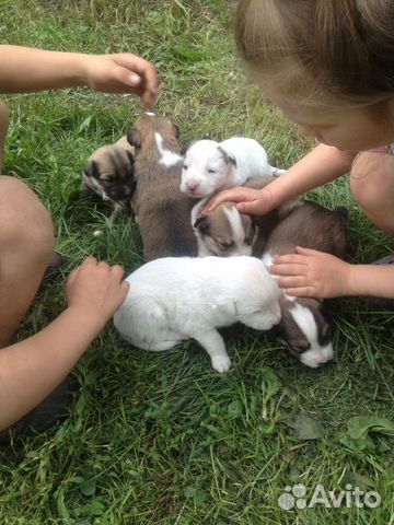 Щенки лайки