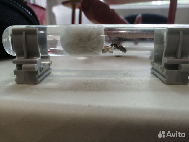 Lasius Niger (черный садовый муравей)