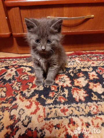 Котенок(девочка)