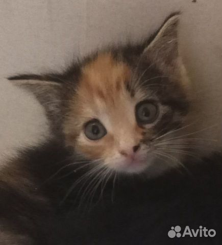 Два трехцветных талисмана на счастье