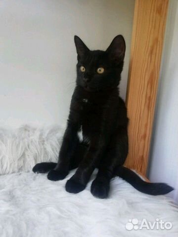 Кому черного пантера)