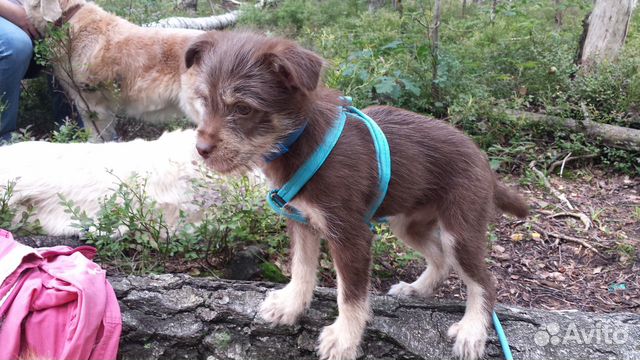 Ищет дом щенок от мелкой собаки Кузя