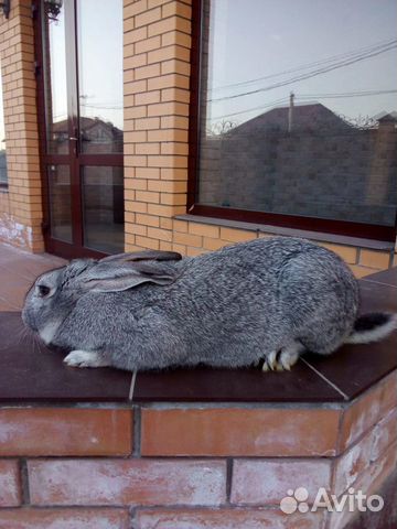 Советская Шиншилла