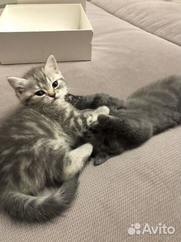 Котята Шотландские