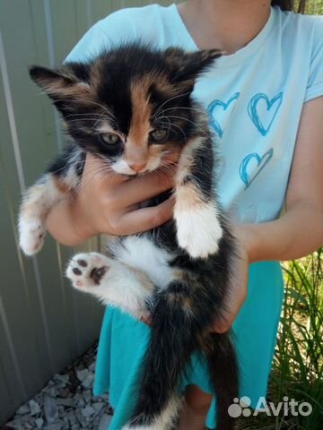 Котята в хорошие руки