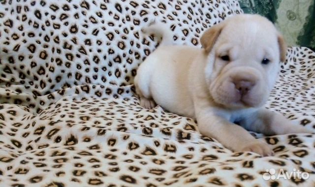 Щенки шарпея