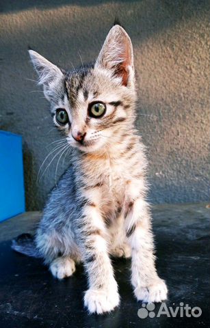 Котенок мечтает обрести семью