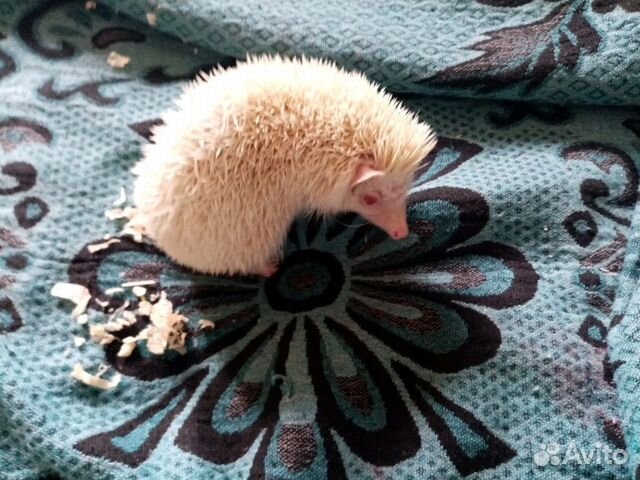 Африканский карликовый ёж вместе с клеткой