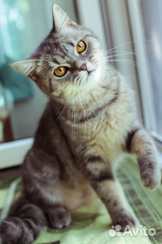 Шотландская кошка Шатта в дар