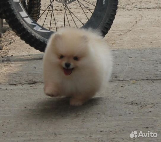 Шпиц Цверг кремовое облачко
