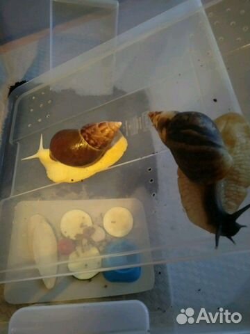 Ахатины улитки