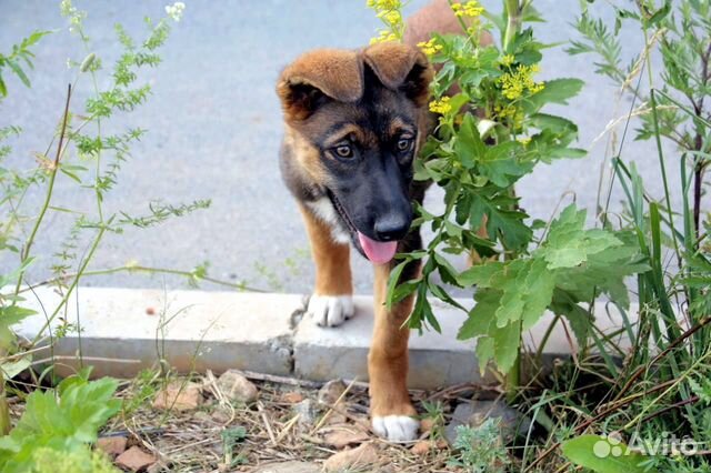 Крутая банда (парни) в добрые руки